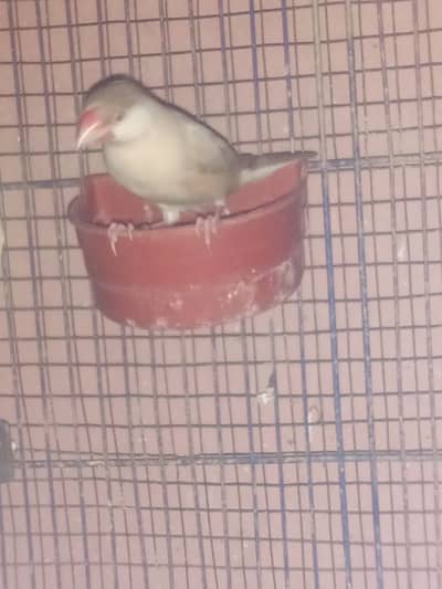 fawn java patthy 2 pice one albino one female adult - Finches - 1098636872
