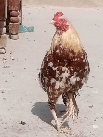 Aseel Java Patha For sale - Hens - 1098664611
