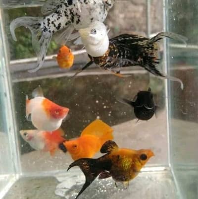 ballon molly full ballon jumbo size - Fish - 1098664955
