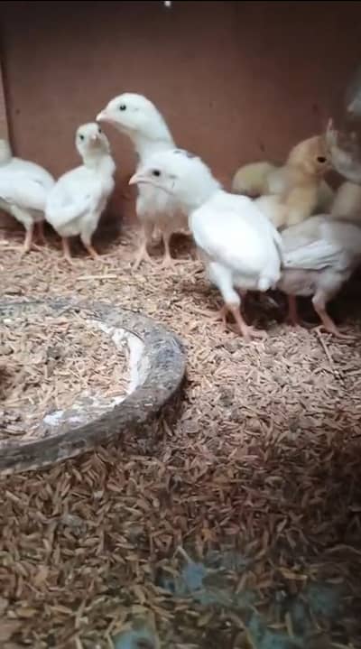 Pure Heera Aseel chicks white bloodline - Hens - 1098676611