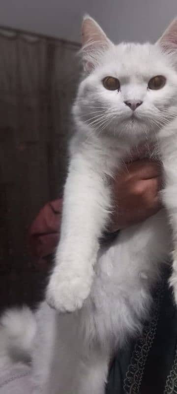 parsion male - Cats - 1098678311