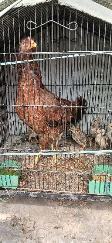 aseel murgi - Hens - 1098720183