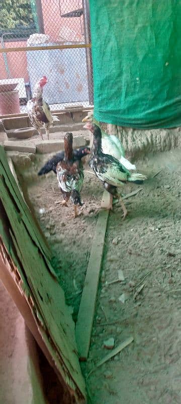 aseel pure breed - Hens - 1098772846