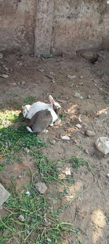 Rabbits Breeder Pair - Rabbits - 1098775833