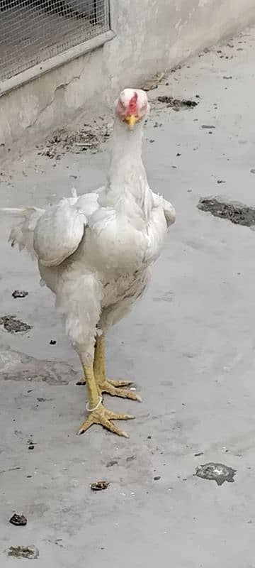 Hera Aseel Hen - Hens - 1098785573