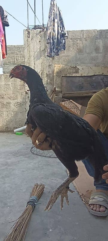 Shamo Jet Black Female Age 8 Month - Hens - 1098792753