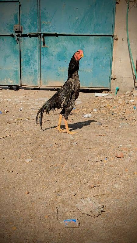 SHAMO CHICKS AVAILABLE 1 MONTH OLD - Hens - 1098794980