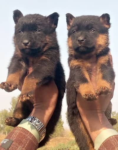 German shepherd Dubal Cout pair 2 mahnt for sale active and healthy ...