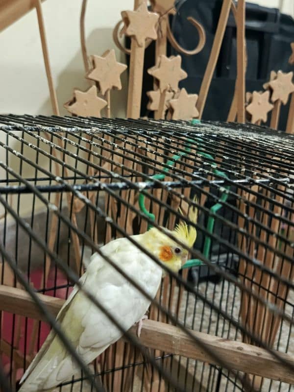 female cockatiel common white - Parrots - 1098851099
