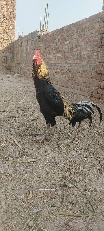 aseel jawa patha - Hens - 1098852836