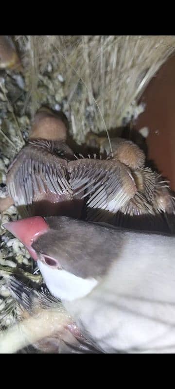 fawn java breeder with checks - Finches - 1098854373