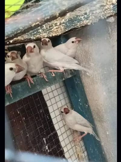 silver java and gray java for sale - Finches - 1098874604