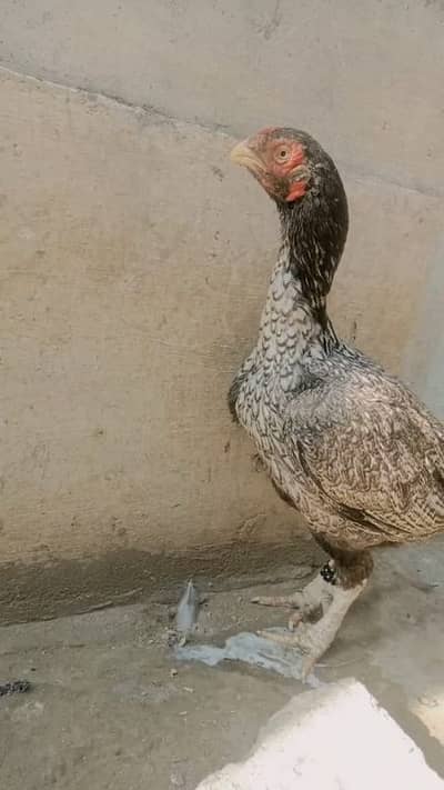 parrot beak hen - Hens - 1098893185