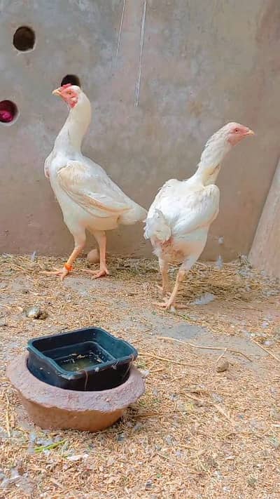 Quailty Heera madiya big size hira/hera/hen/aseel/murgi/pathi - Hens ...