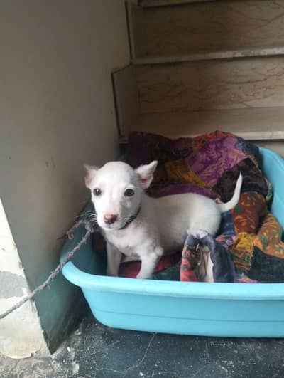 pista dog - Dogs - 1098914772