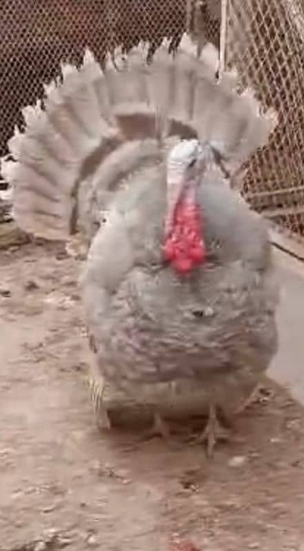 Blue Slaty Turkey Pairs, Eggs & Chicks - Hens - 1072645345