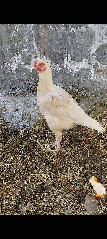 Pure Aseel Mianwali White Murgi - Hens - 1074038287