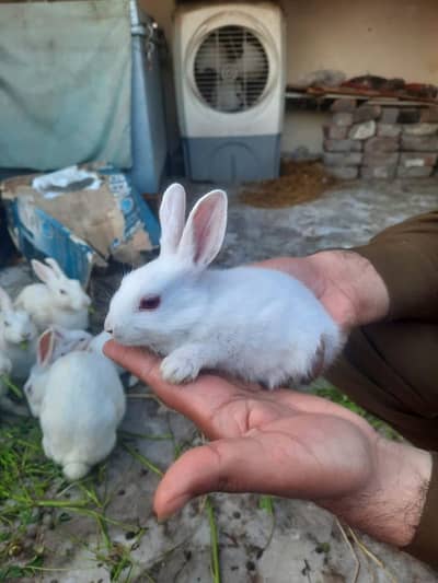 Beautiful rabbit baby red eyes - Rabbits - 1098923906