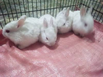 Rabbit baby chicks - Rabbits - 1098948314