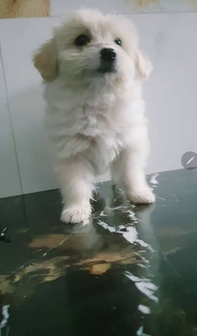 Toy Breed - Dogs - 1098962068