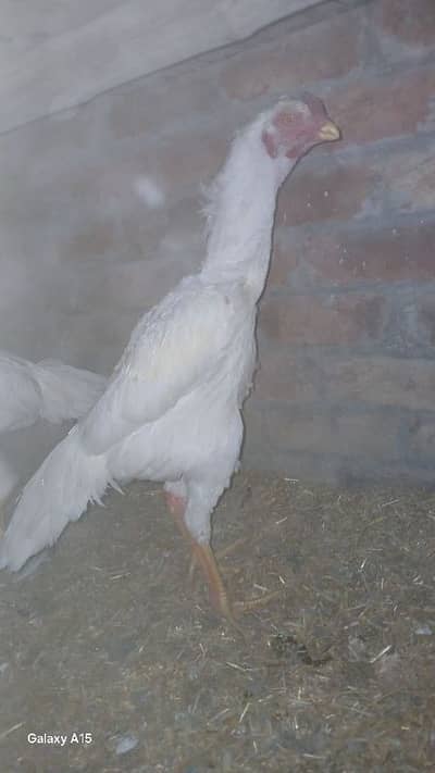 white oh shamo patha top quality gausia fancy bird home breed - Hens ...