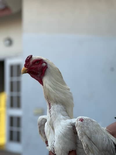 White O Shamo Chicks | King Shamo | Shamo Black | shamo chicks | hope ...