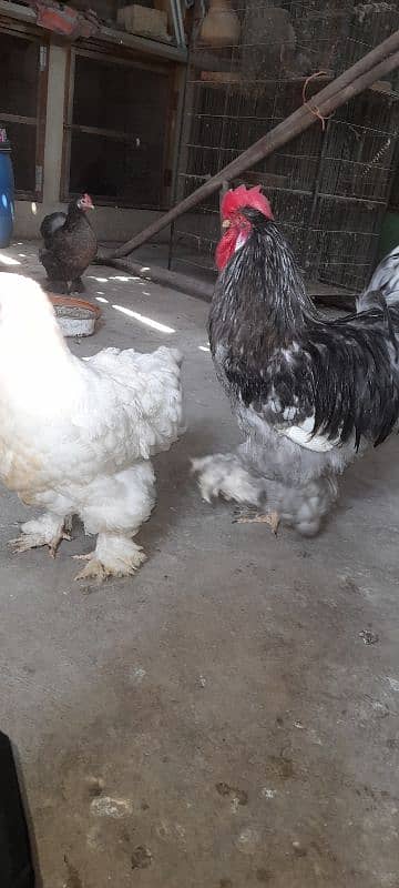 Blue heavy and Buff sebright and black ayam cemani - Hens - 1099007947