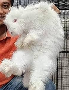 English angora male jumbo size imported breed 03032293774 - Rabbits ...
