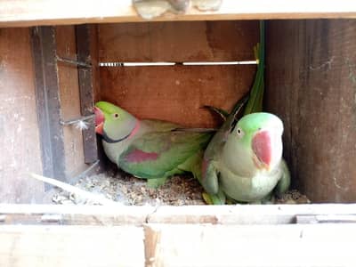 Pahari Breeder pair + Cage & Box - Parrots - 1097695223