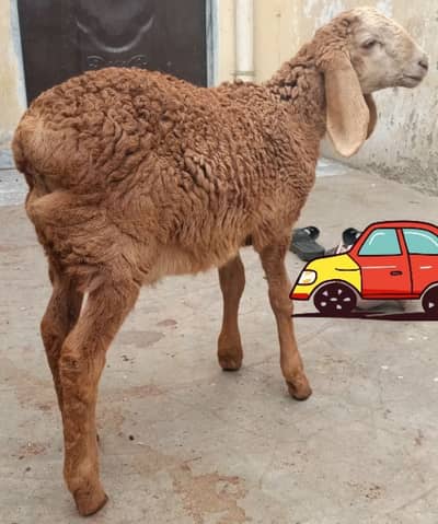 turkey dumba - Sheep - 1099082684