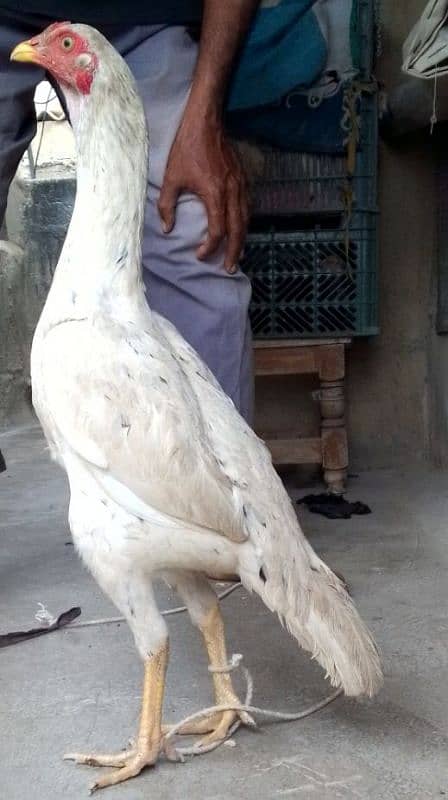 aseel white murgi & turkey Bird pair - Hens - 1099091881