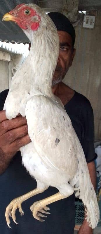 aseel white murgi & turkey Bird pair - Hens - 1099091881