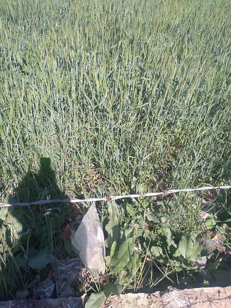 A 37 marla commercial plot in Multan avlbl. - Land & Plots - 1099102614