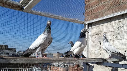 VIP Teddy Golden Resulted Bache - Pigeons - 1099110178