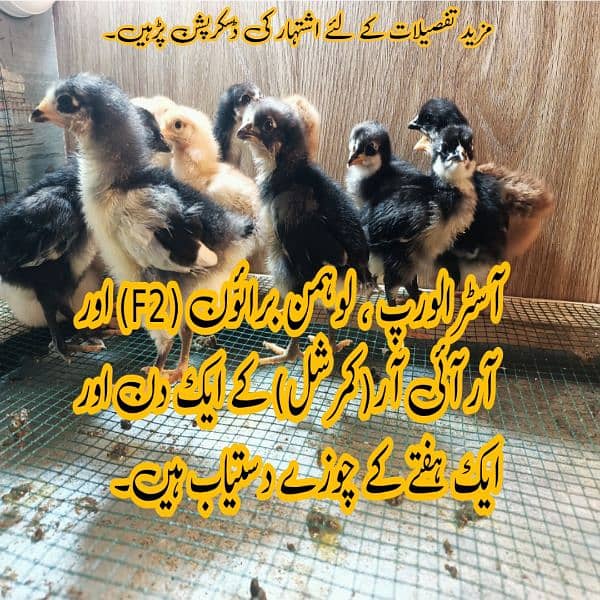 Black Australorp Choozay Astrolob RIR Hen Desi Murghi Chicks - Hens ...