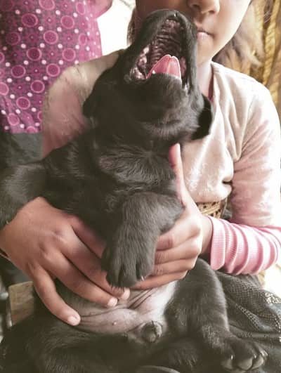 labra dog - Dogs - 1099173140