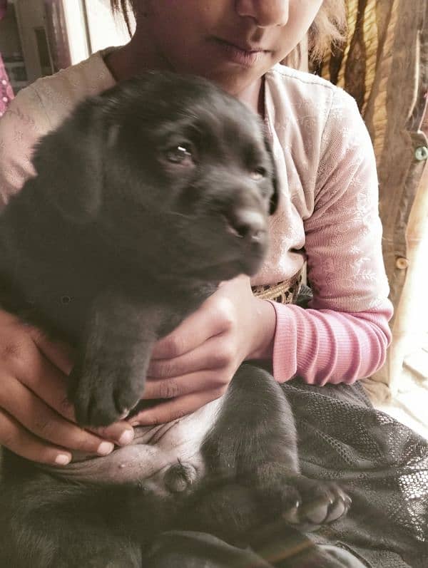 labra dog - Dogs - 1099173140