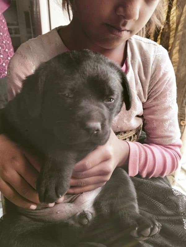labra dog - Dogs - 1099173140