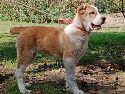 Imported Alabai female puppy available for sale - Dogs - 1099207793
