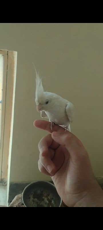 hand tame parrot - Parrots - 1099208695