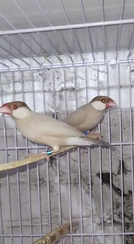 Fawn Java Ready to breed - Finches - 1099211464