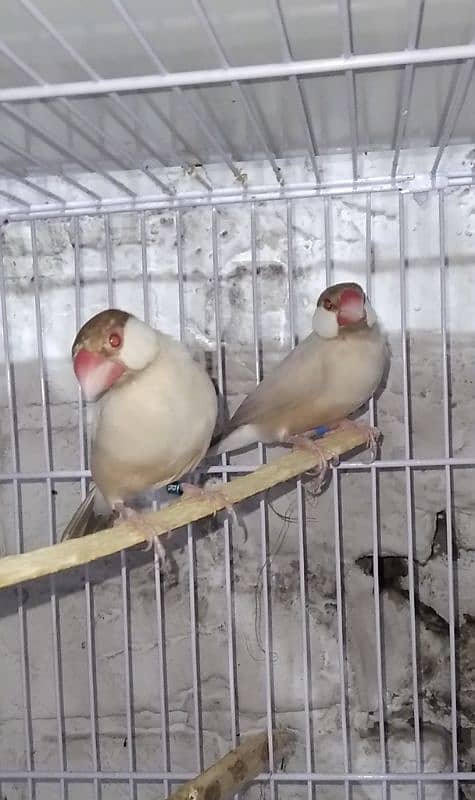 Fawn Java Ready to breed - Finches - 1099211464