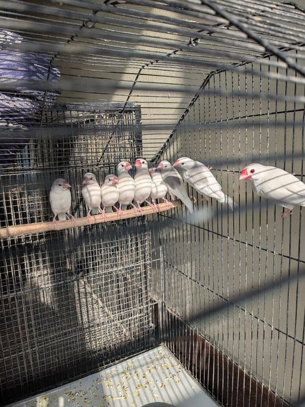 white java - Finches - 1099214592