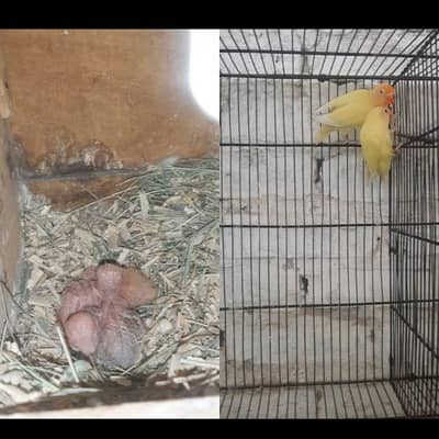 Cocktail Pied Dove Lovebird Fawn Java - Other Birds - 1099221121