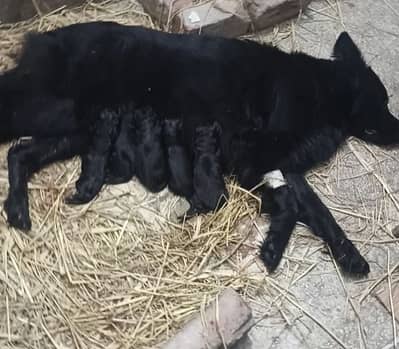 GSD long cout puppies - Dogs - 1099233489