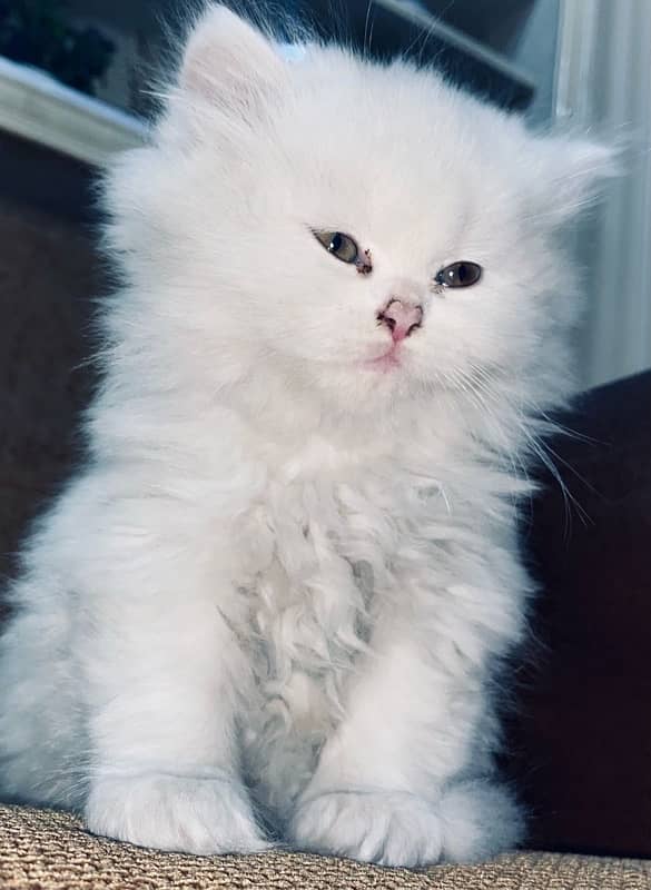 kittens pair puch and semi punch face - Cats - 1099233529