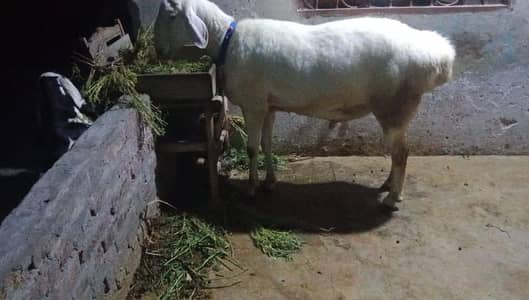 dumba for sale - Sheep - 1099264344