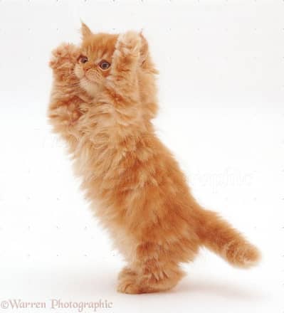 extremely punch to piki face - Cats - 1099269408