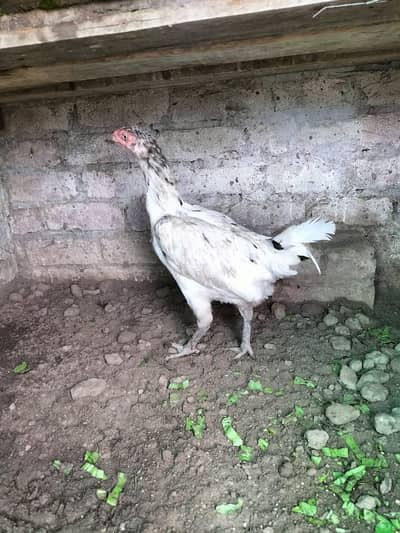 pure Aseel hen For sale. 3 pic han 5000رمضان آفر - Hens - 1099293559