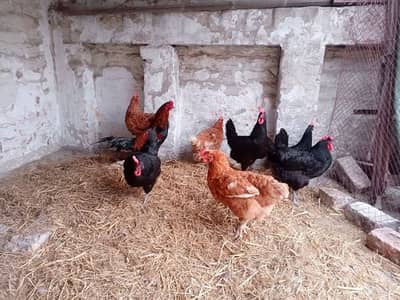 Pure Australorp Chicken(4 pieces )+Bovans Brown(3 pieces)+1 Desi Murga ...